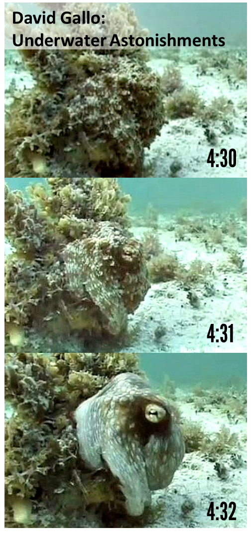 Speaking Tips from TEDTalk #8: Underwater Astonishments (David Gallo ...